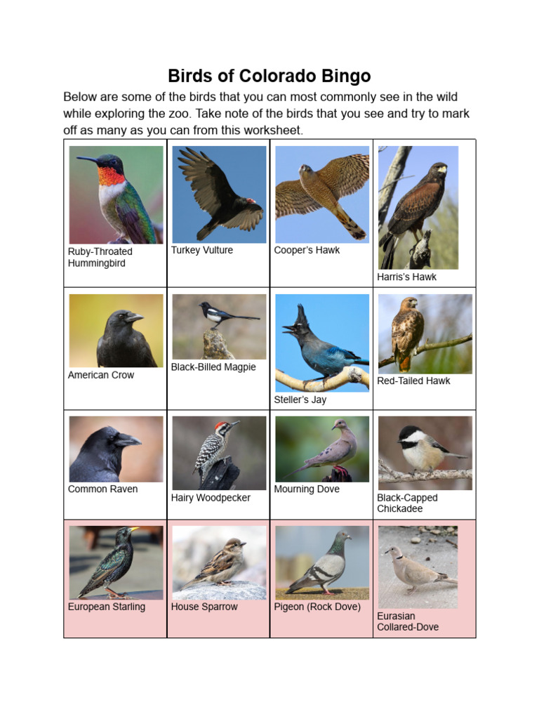 Colorado Birdwatching Bingo | PDF