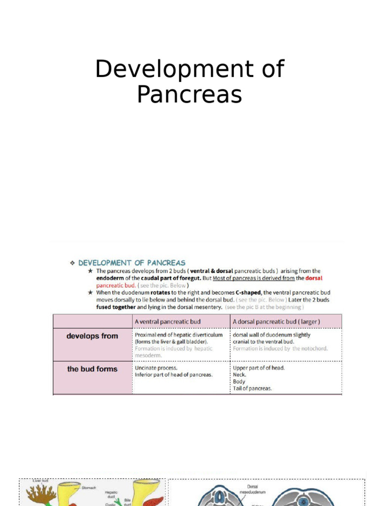 Development of Pancreas | PDF