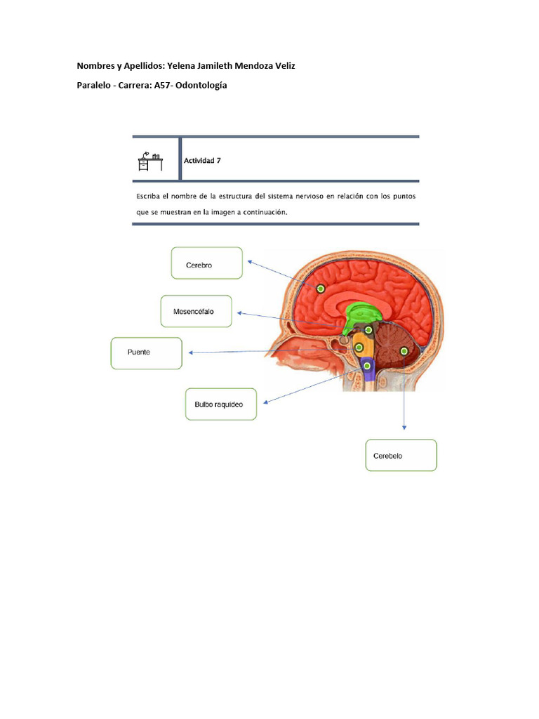 TA3. Anatomia | PDF