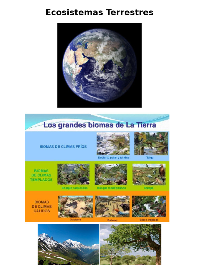 Ecosistemas Terrestres | PDF