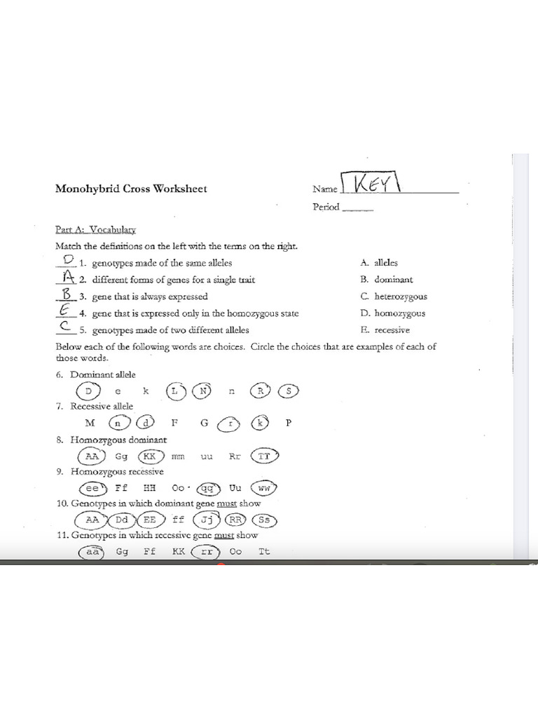Half of Monohybrid Cross Ws First Page Answer Key | PDF