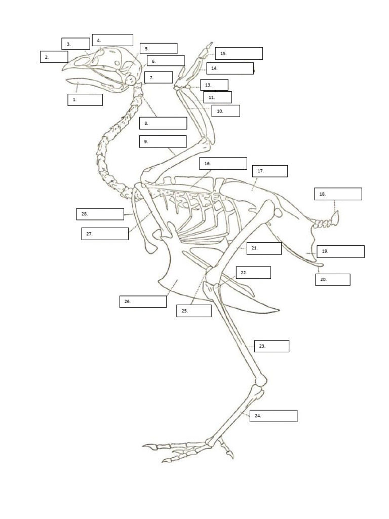 Skeletal Chicken | PDF