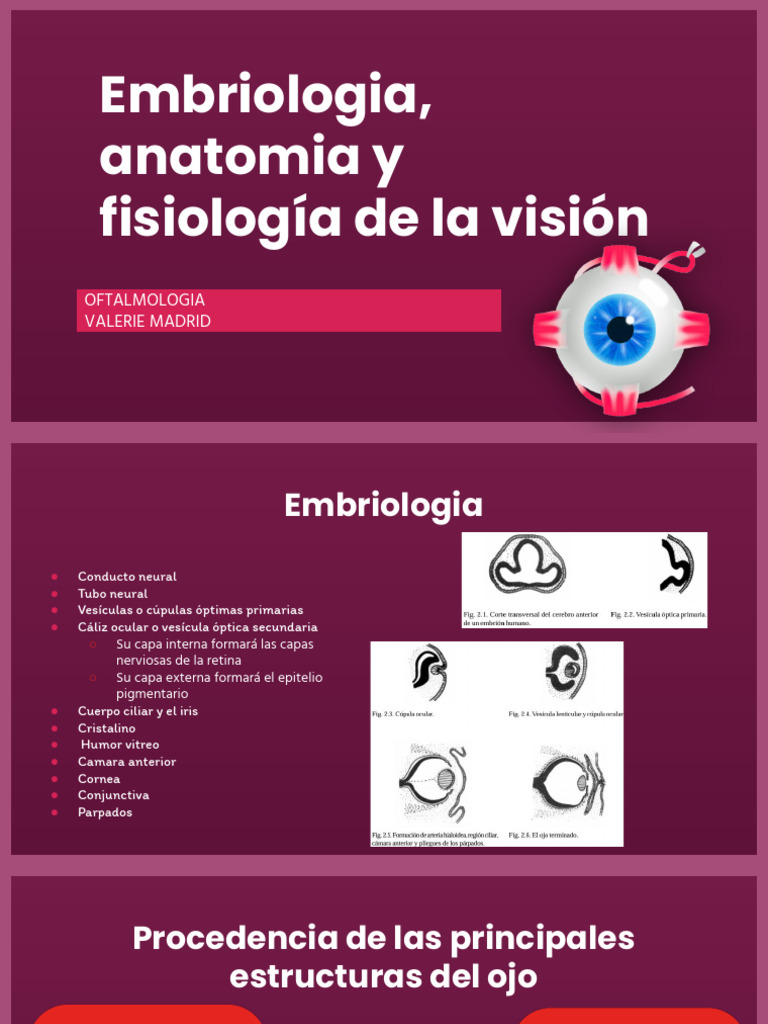 Embriología y Anatomía del Ojo | PDF | Ojo humano | Ojo