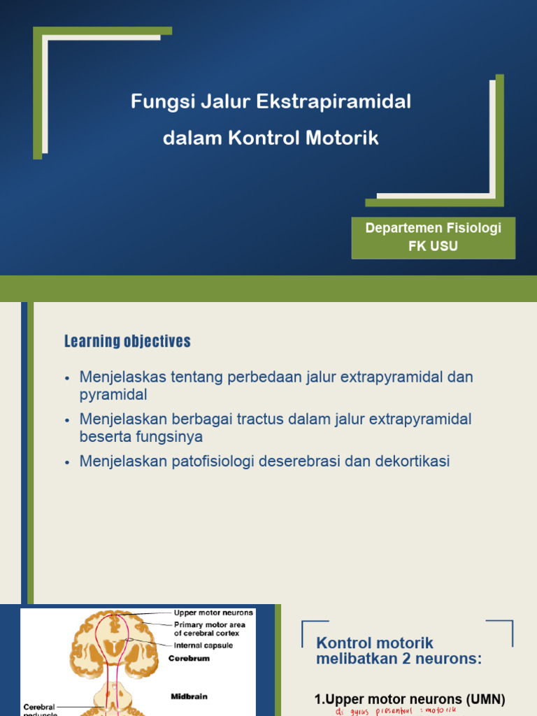 Fungsi Jalur Ekstrapiramidal Motorik | PDF