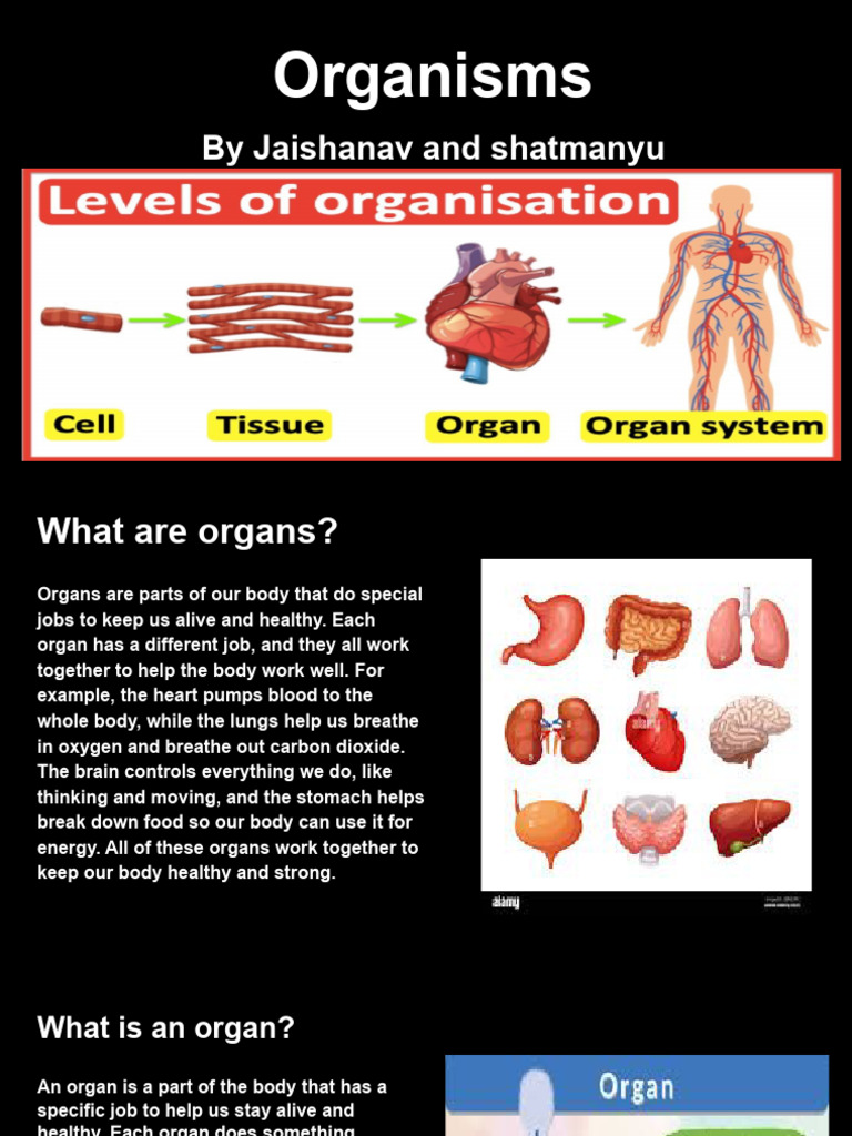 Organs | PDF