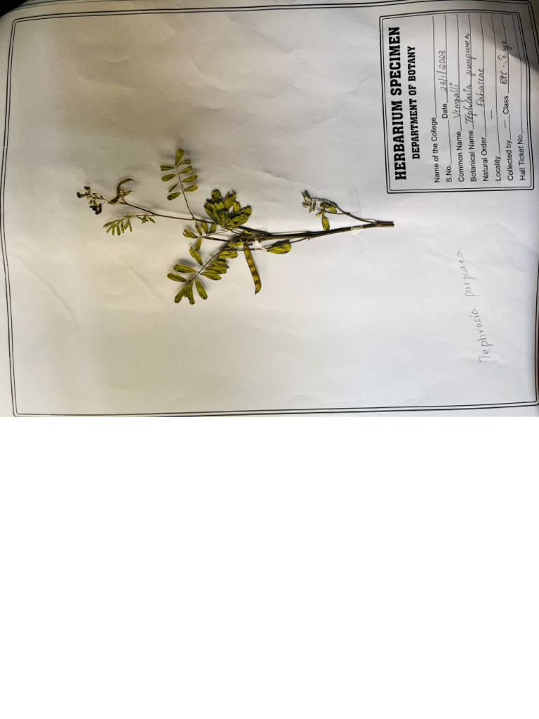 Herbarium | PDF