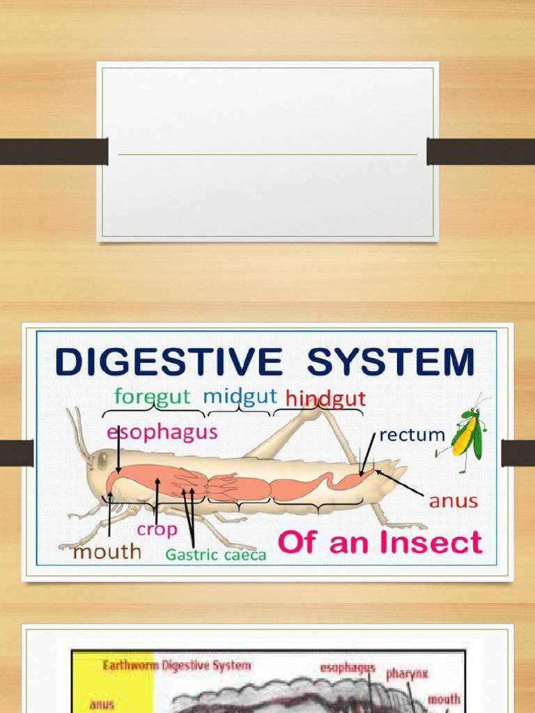 Digestive System | PDF