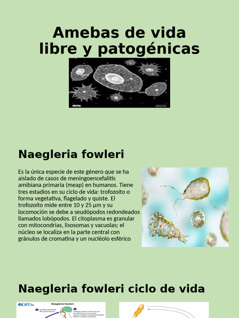 Infecciones por Amebas Patogénicas | PDF | Enfermedades y trastornos