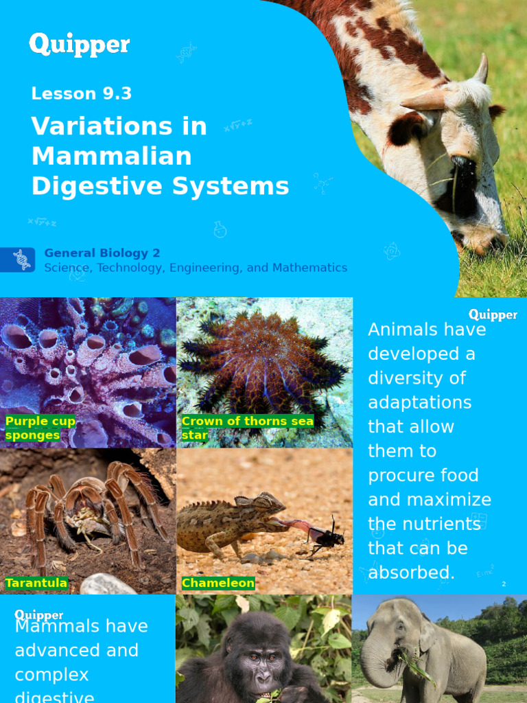 BIO2 11_12 Q4 0903 PF FD | PDF | Digestion | Human Digestive System