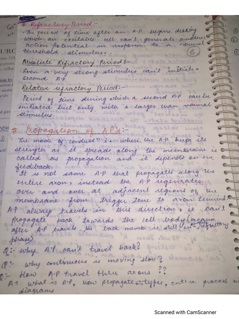 Nerve Physiology | PDF