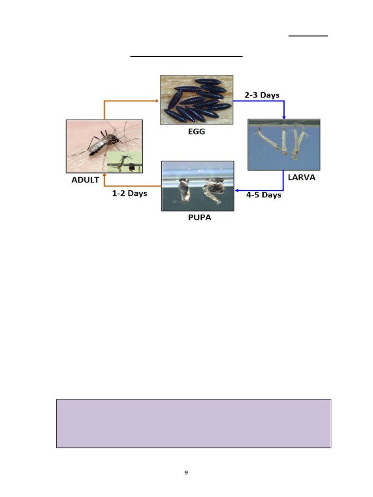 4.Life cycle of Aedes mosquitoes | PDF