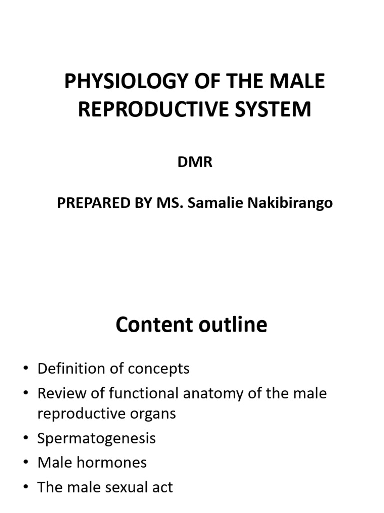 Male Reproductive System Overview | PDF | Testicle | Prostate