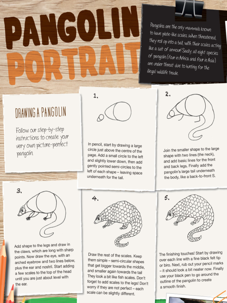How To Draw A Pangolin | PDF
