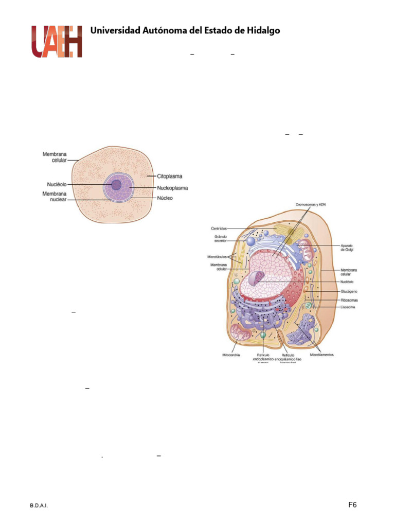 La Célula y Sus Funciones | PDF | Citoplasma | Membrana celular