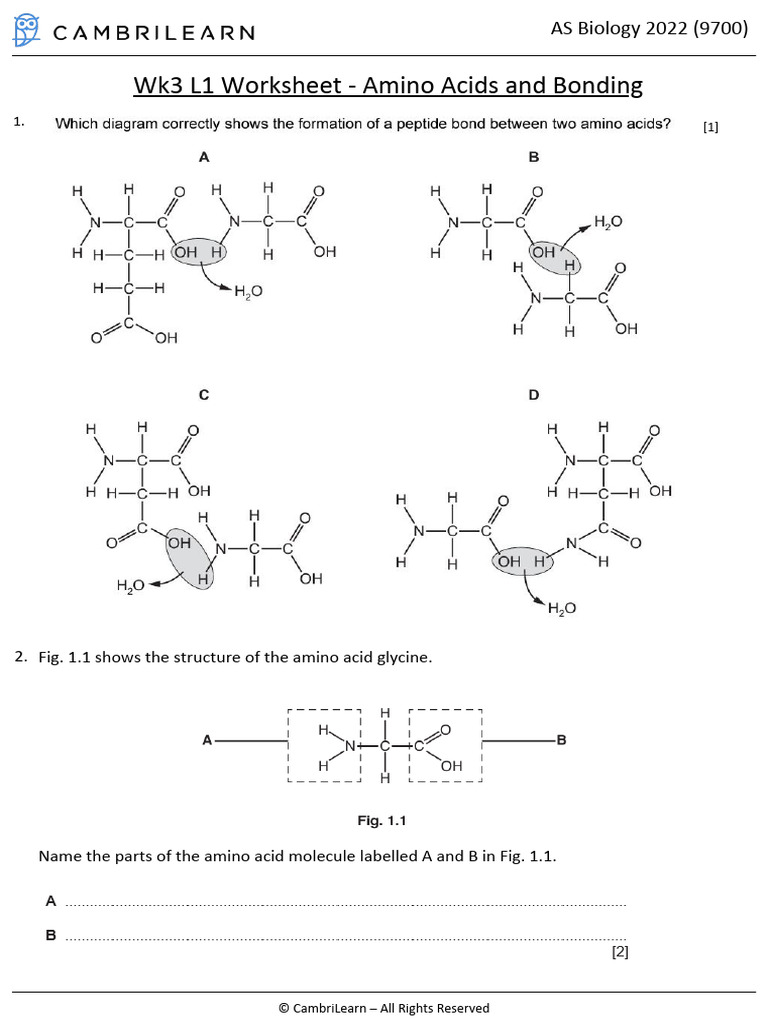 Worksheet - Amino Acids and Bonding | PDF