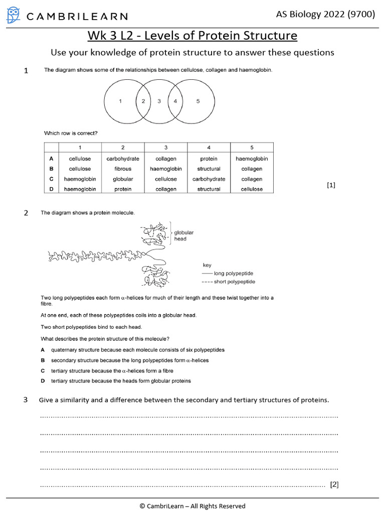 Worksheet - Levels of Protein Structure | PDF
