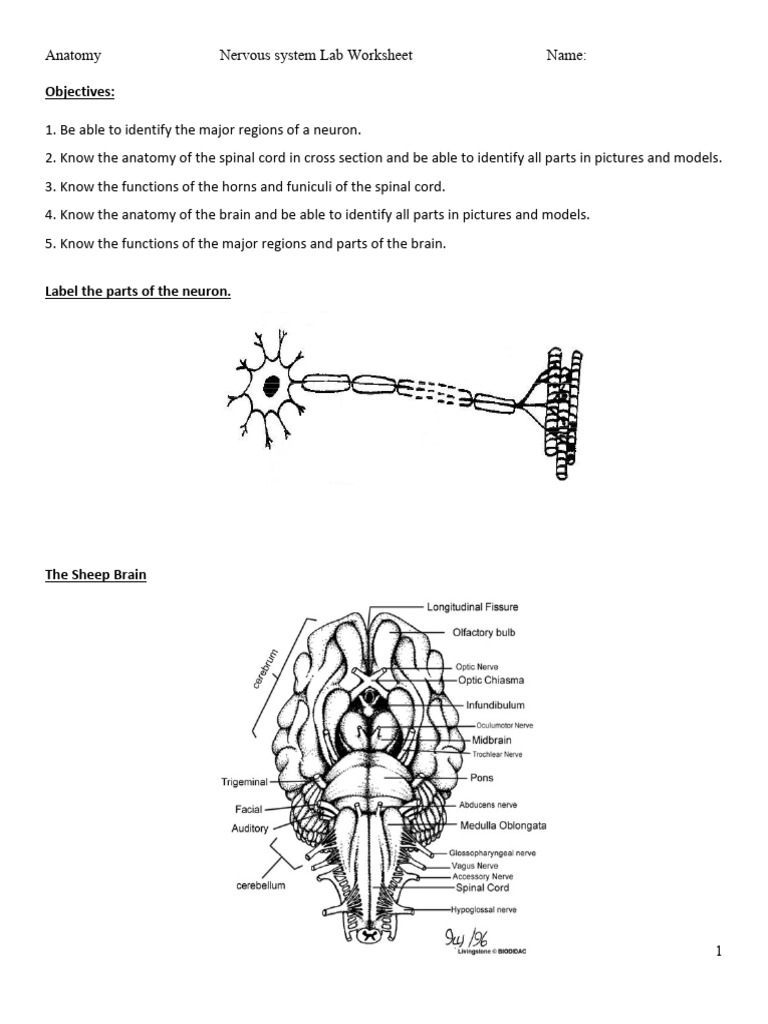 CNS Lab Worksheet | PDF