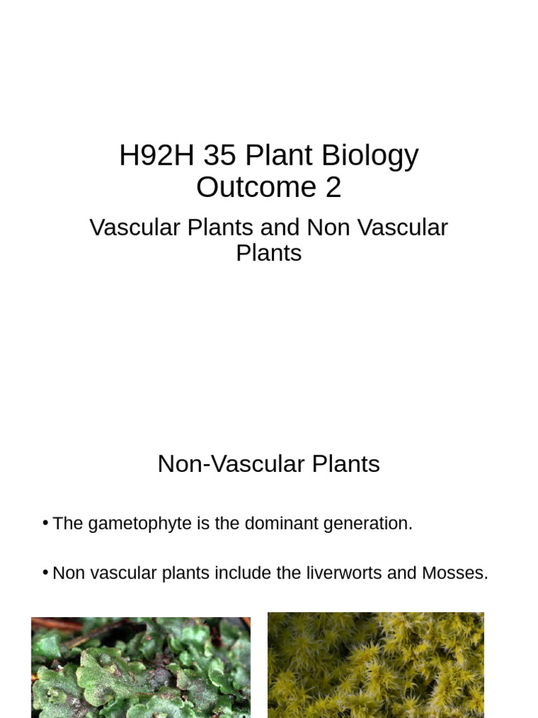 Vascular Non Vascular Plants | PDF | Plants | Plant Morphology