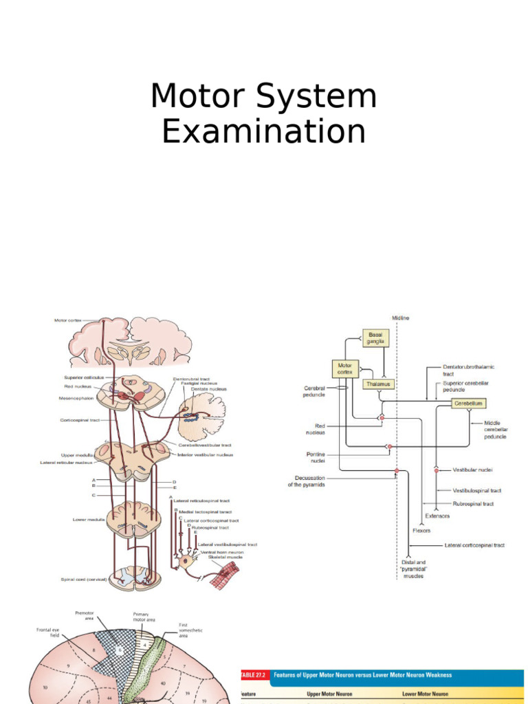 Comprehensive Motor System Examination Guide | PDF | Anatomical Terms ...