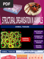 Animal Tissue Grade 10 Term 3 Notes Summaries | PDF