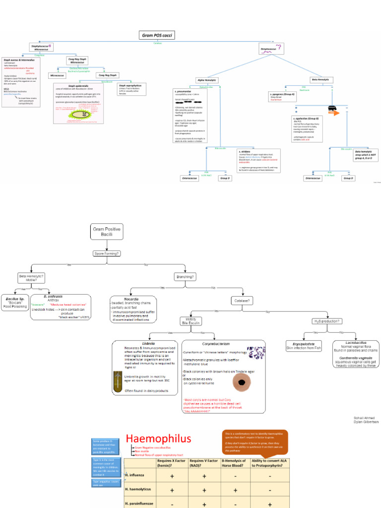 Microbiology - Schematic Diagrams | PDF