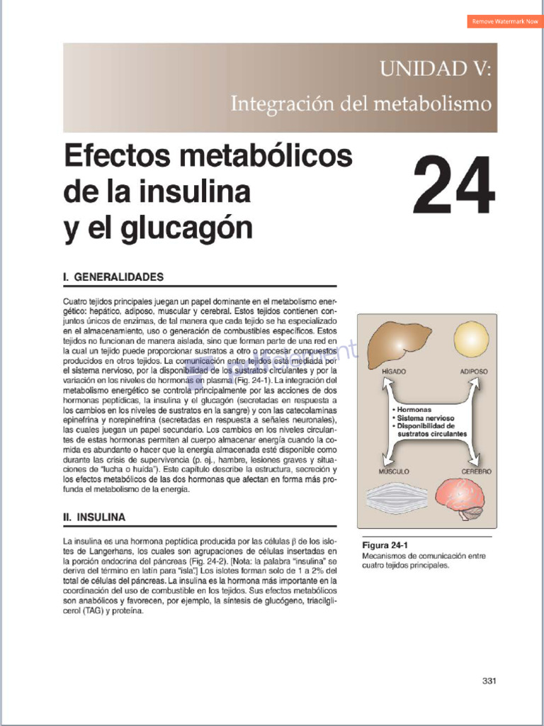 Insulina y Glucagón | PDF