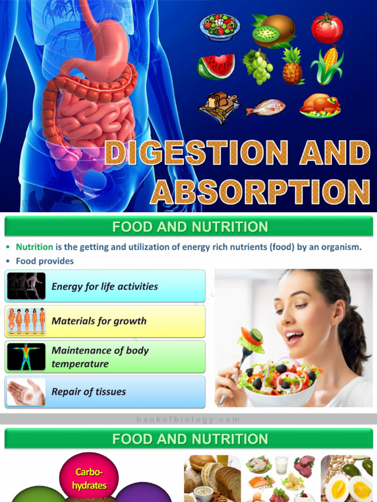 16 Digestion N Absorption - Picture Slides - Demo | PDF