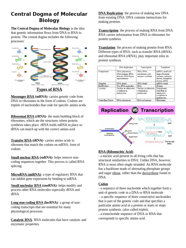 Central Dogma: DNA to Protein Process | PDF | Rna | Translation (Biology)