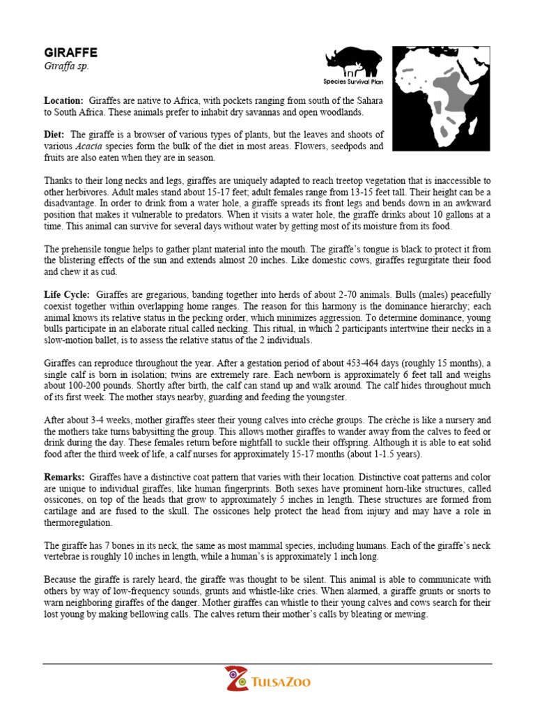 Giraffe | PDF | Giraffe | Zoology