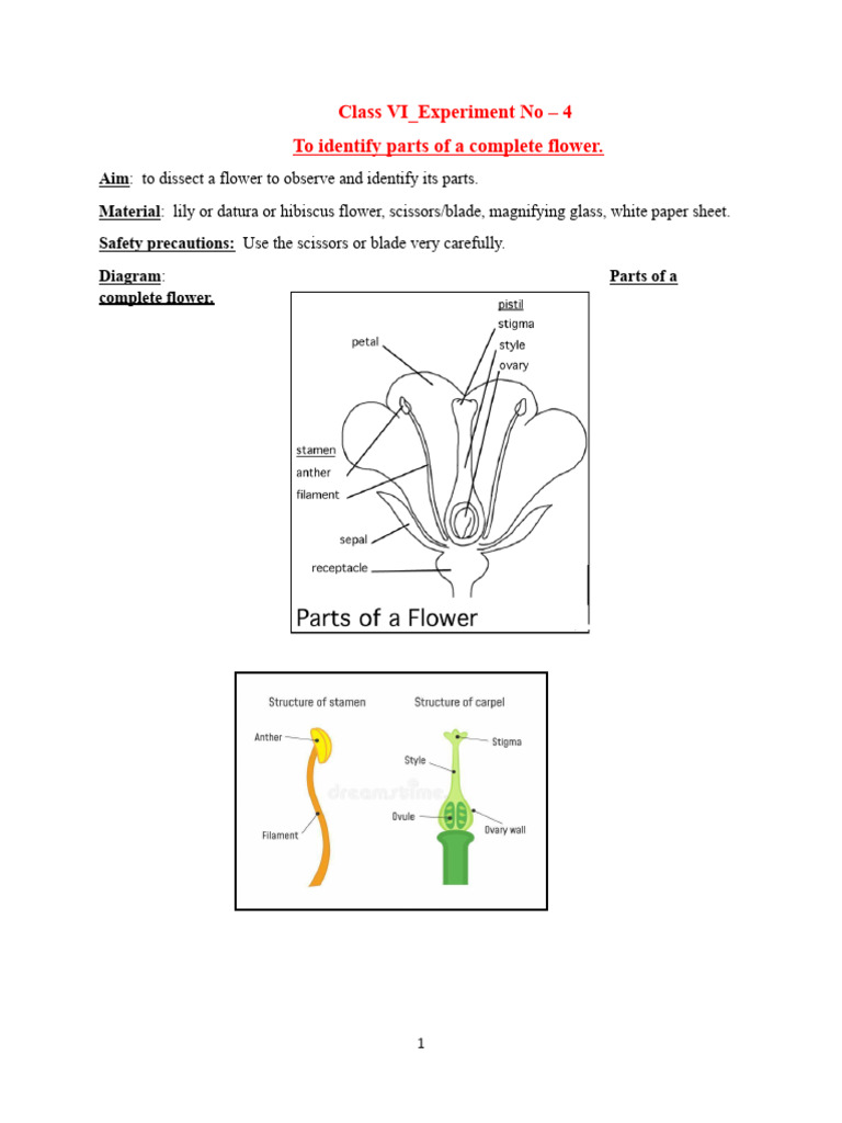 Class VI Expt 4 To Identify Parts of A Complete Flower - Docx-1 | PDF