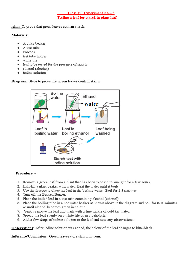 Class VI Expt 3 - Testing A Leaf For Starch in Plant Leaf - Docx-2 | PDF