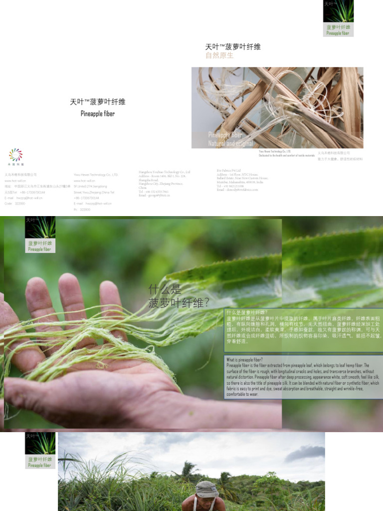 Pineapple Leaf Fiber Benefits and Uses | PDF | Textiles | Fibers