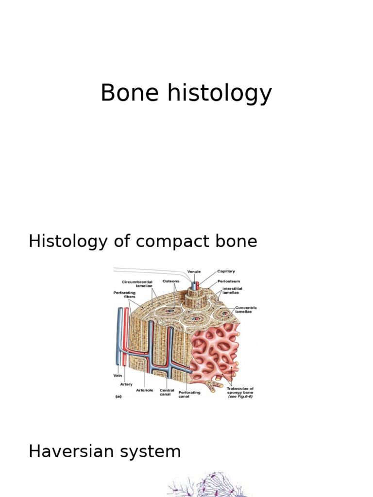 Compact Bone Histology Overview | PDF
