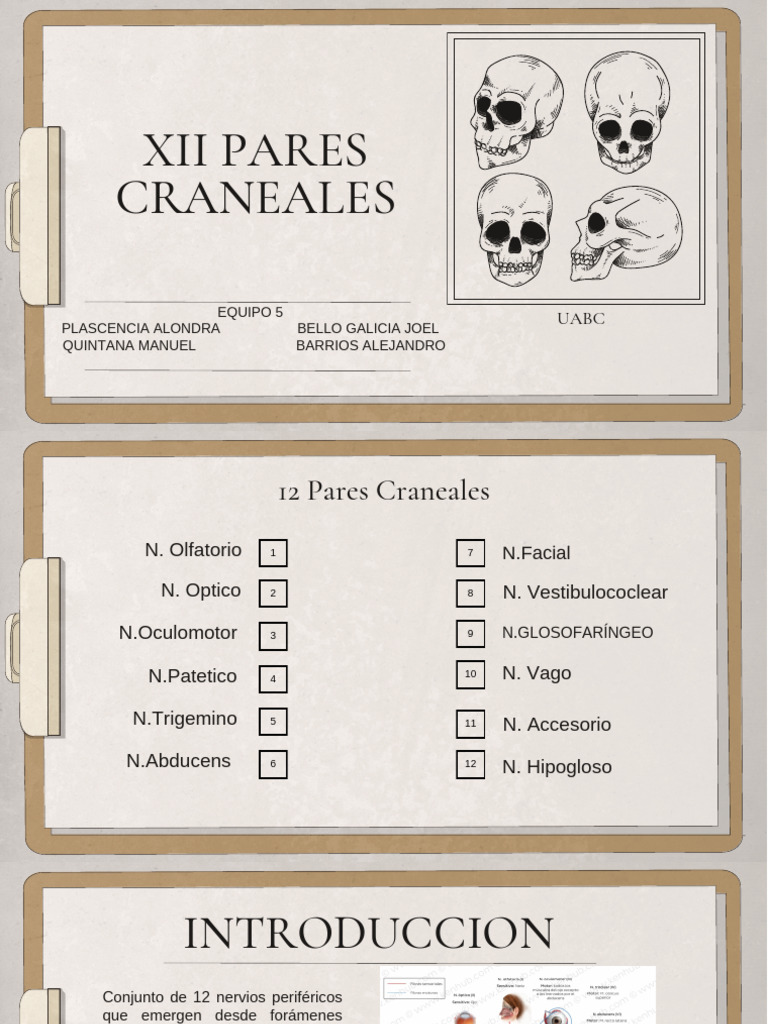 Anatomía de los 12 Pares Craneales | PDF | Nervio vago | Lengua
