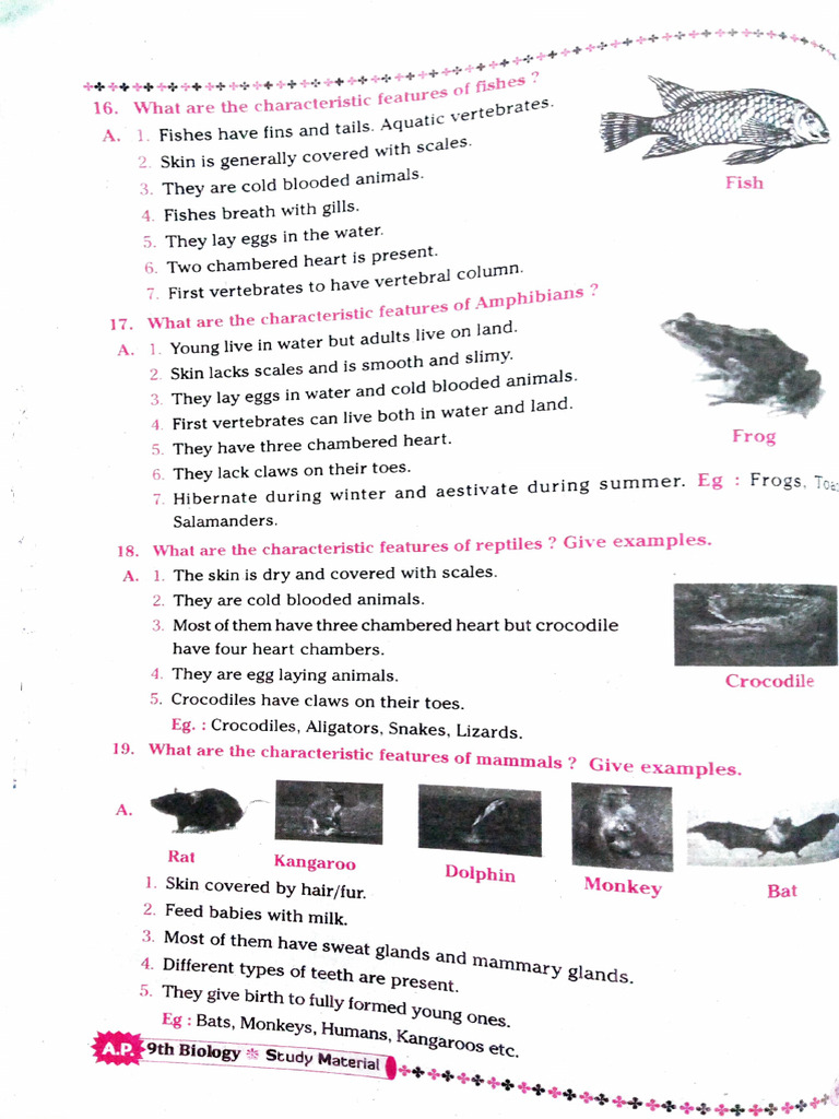 Characteristics of Fishes, Amphibians, Reptiles, and Mammals | PDF ...