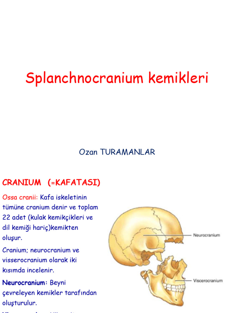 Splanchnocranium kemikleri | PDF