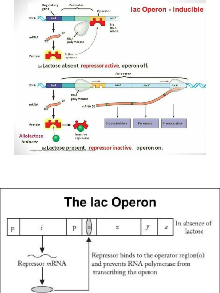 Lac Operon | PDF