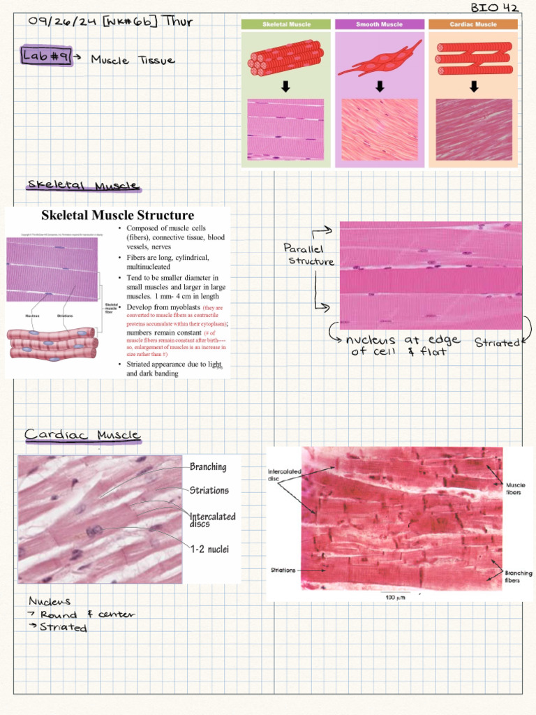 (Lab 9) Muscle Tissue | PDF