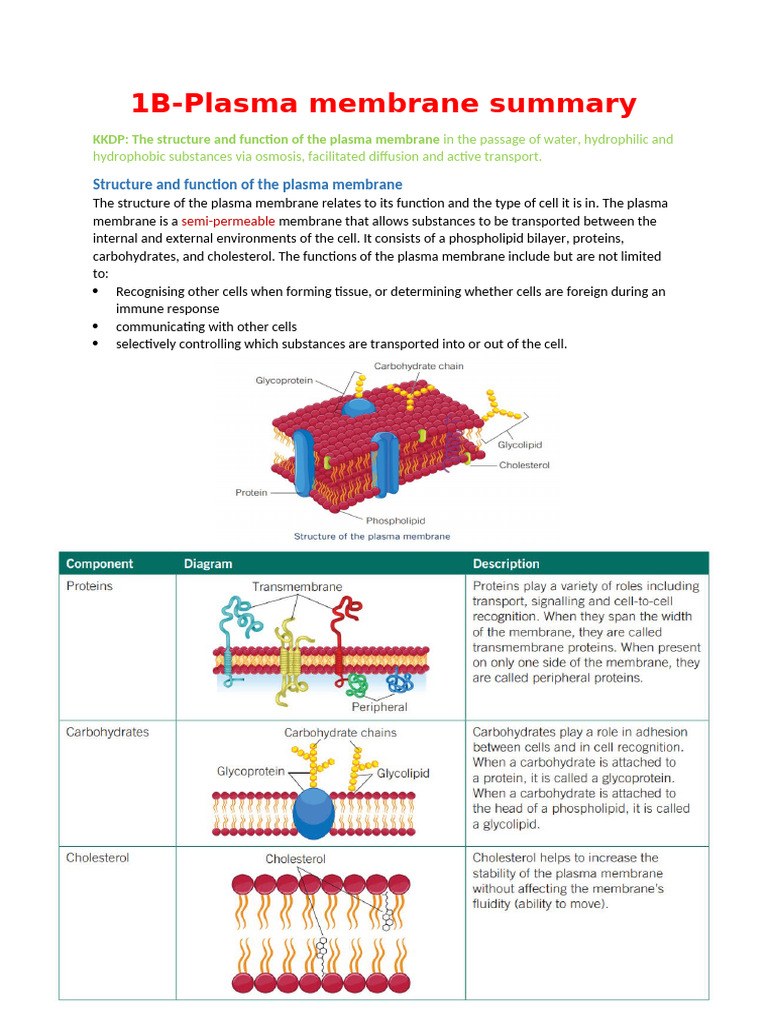 Plasma Membrane Summary Biology | PDF