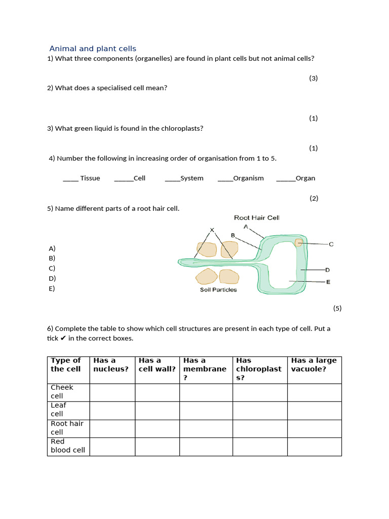 Plant and Animal Cell Exam Questions | PDF | Cell (Biology) | Chloroplast