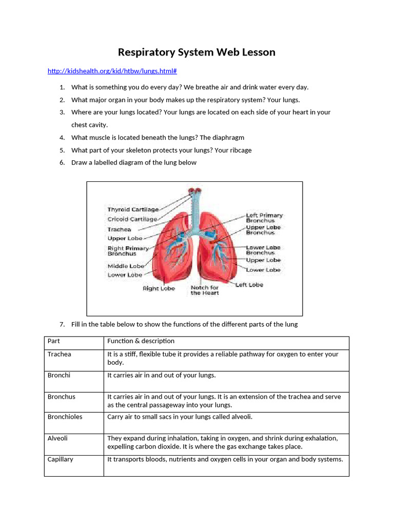 04.respiratory System Web Lesson | PDF | Lung | Respiratory System