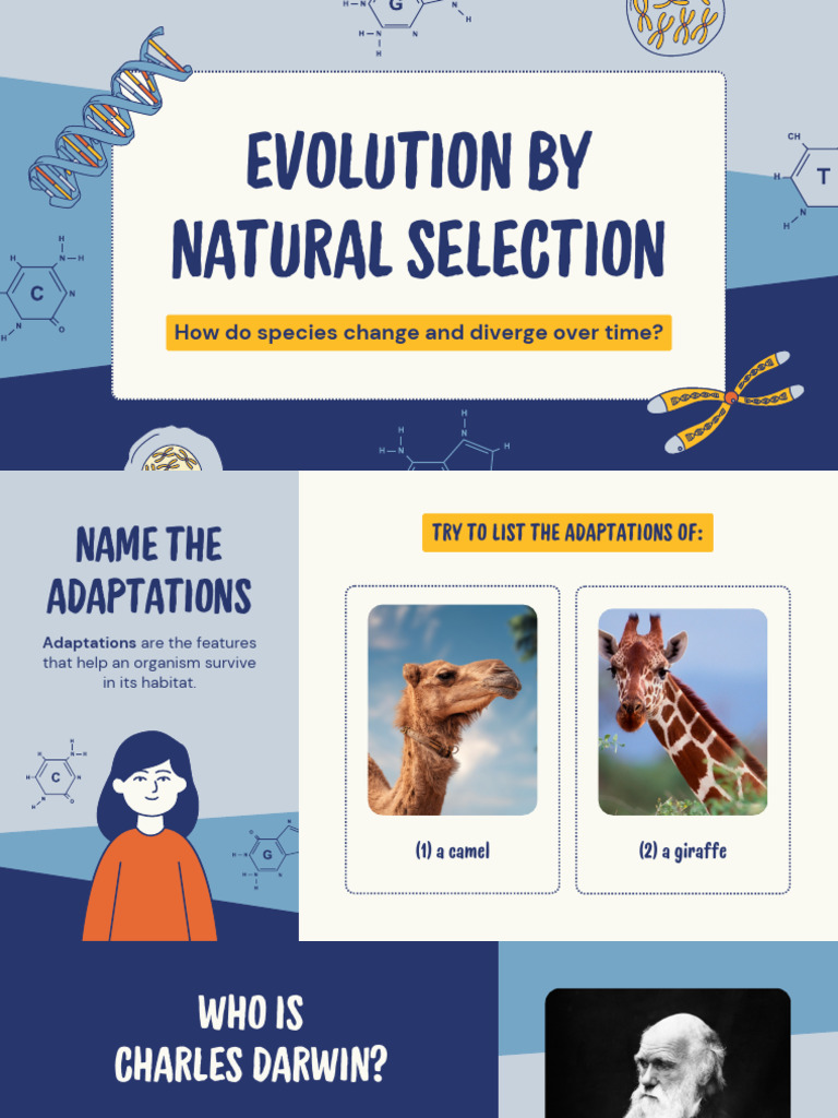Natural Selection and Evolution Explained | PDF | Natural Selection ...