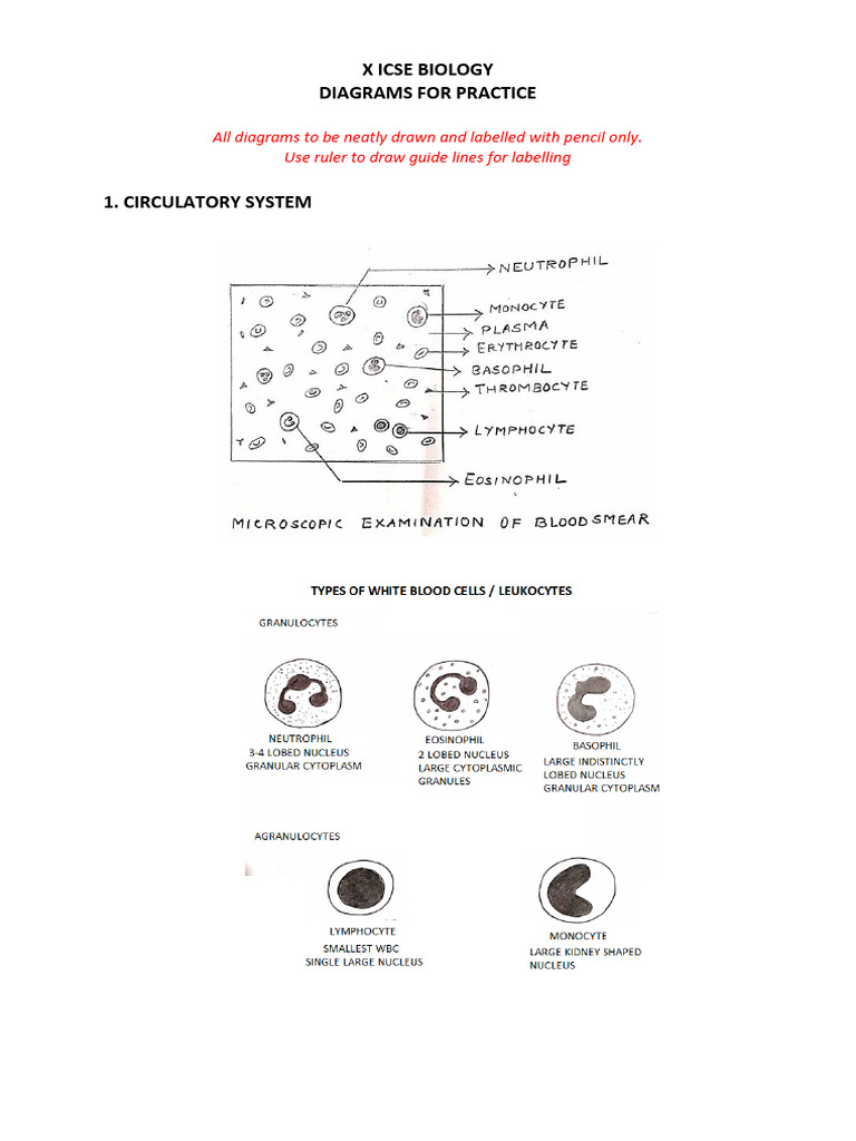 Bio Diagrams For Practice Part-1 | PDF