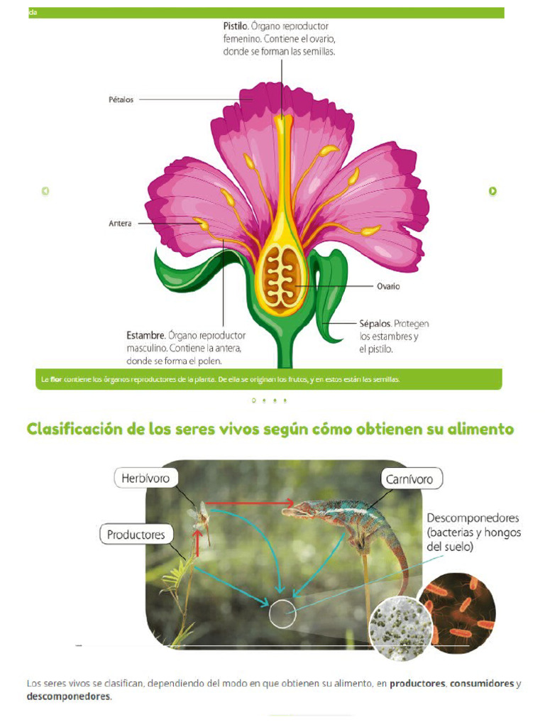 Productores, consumidores y descomponedores | PDF