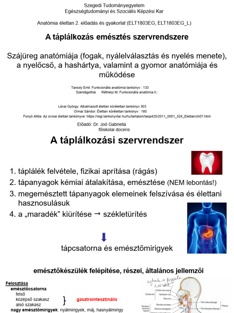 Szájüreg-Nyelőcső-Gyomor Anatómiája És Működése | PDF