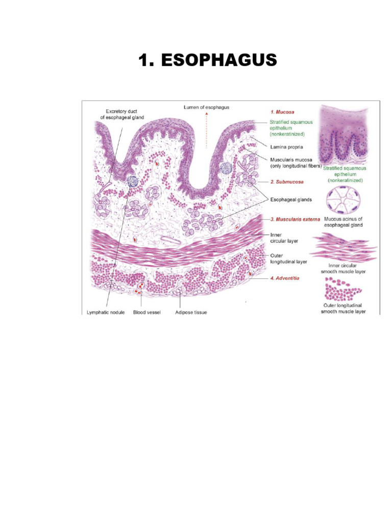 Practical 14 Digestive System I | PDF