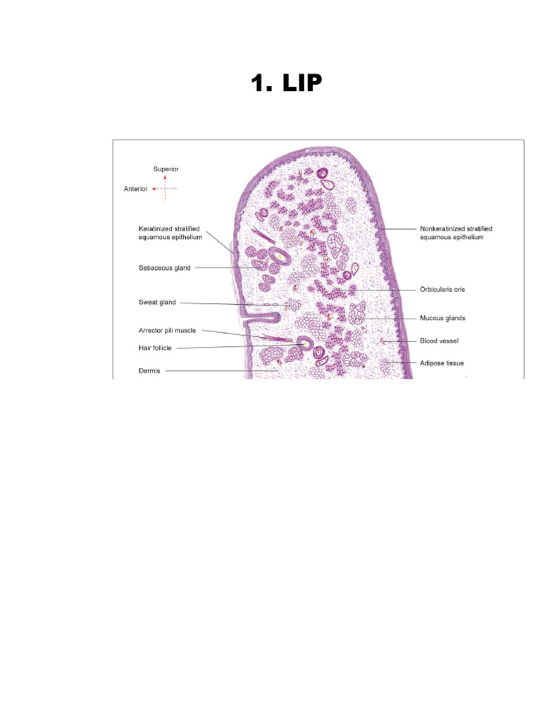 Anatomy of Oral Structures | PDF