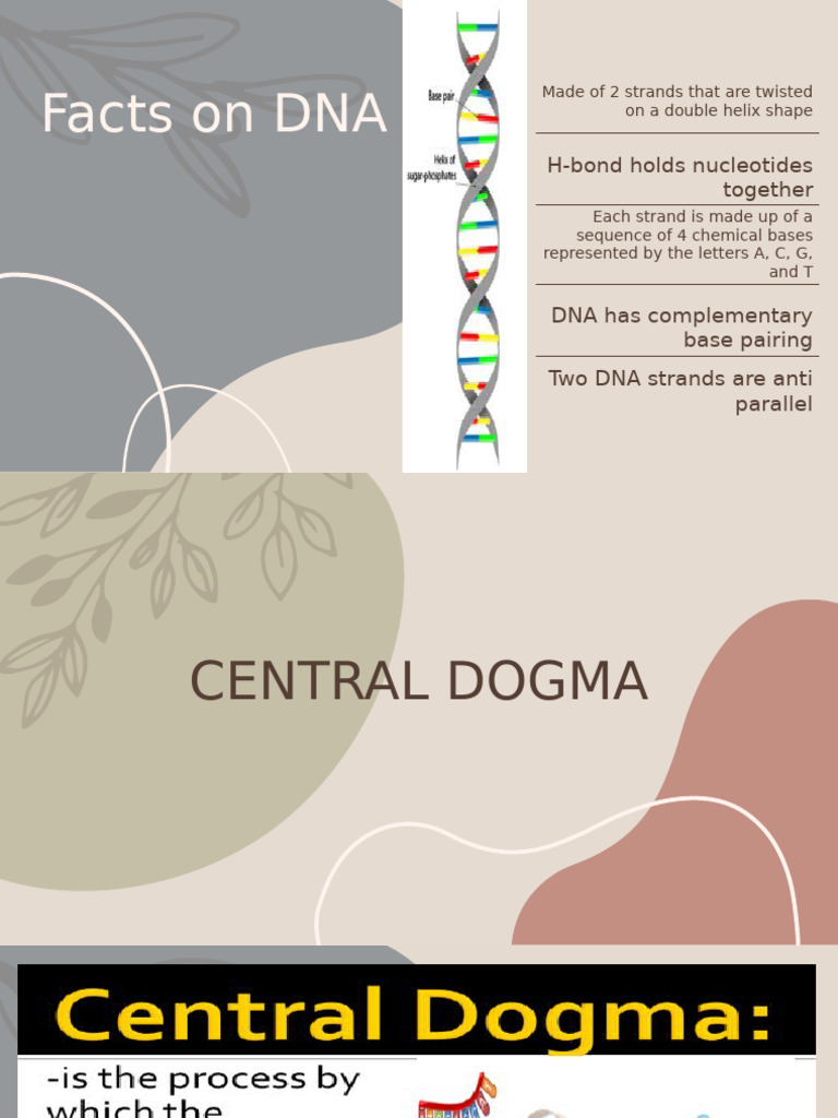 Central Dogma For | PDF | Dna Replication | Dna