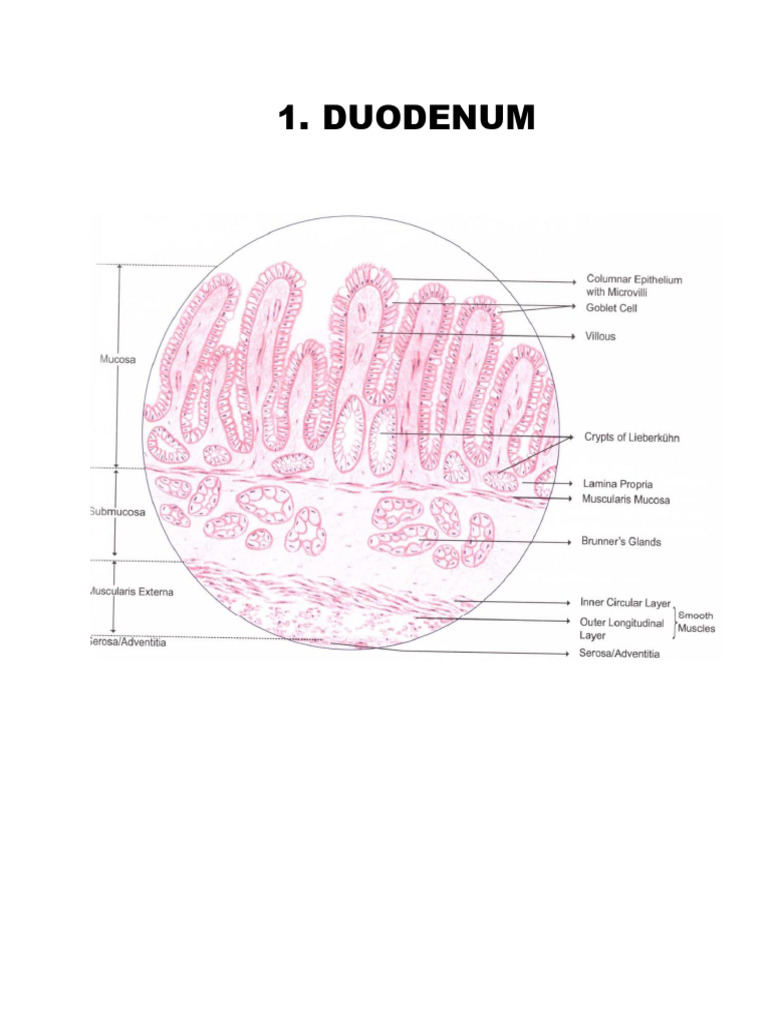 Practical 15 Digestive System Ii | PDF