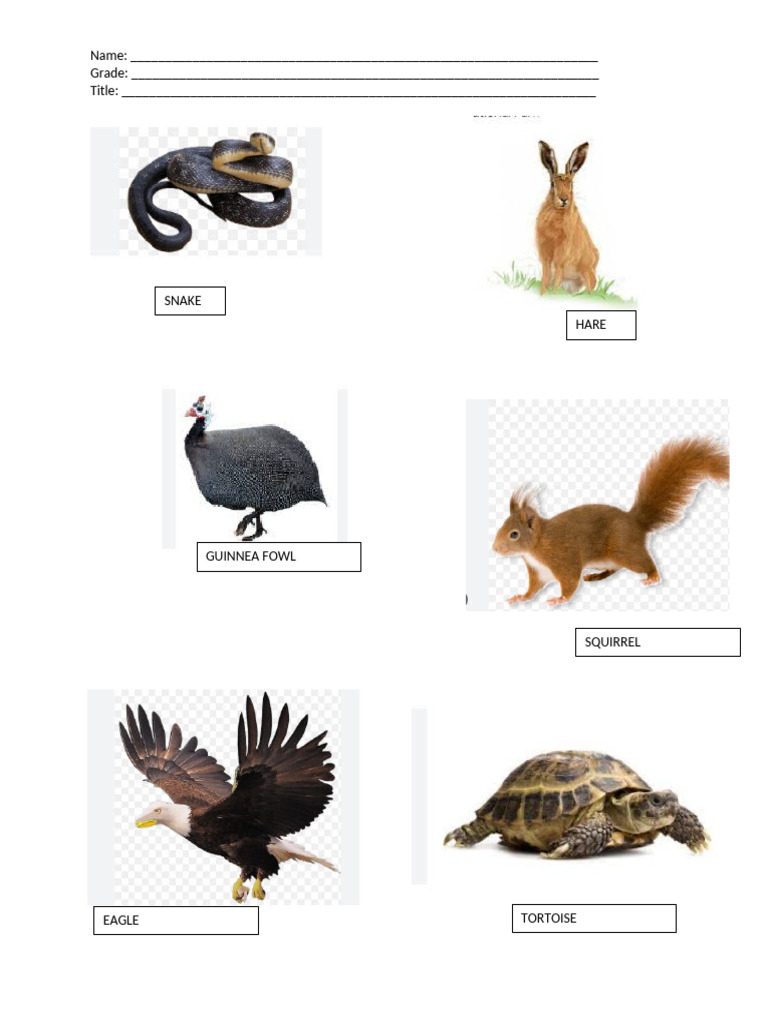 Small Wild Animals | PDF